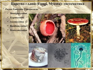 2. Sistematika gljiva | PPT