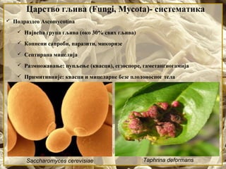 2. Sistematika gljiva | PPT