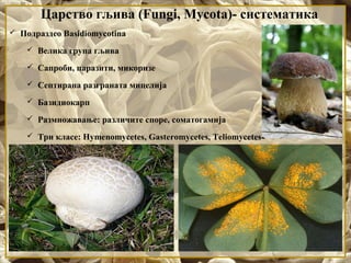 2. Sistematika gljiva | PPT