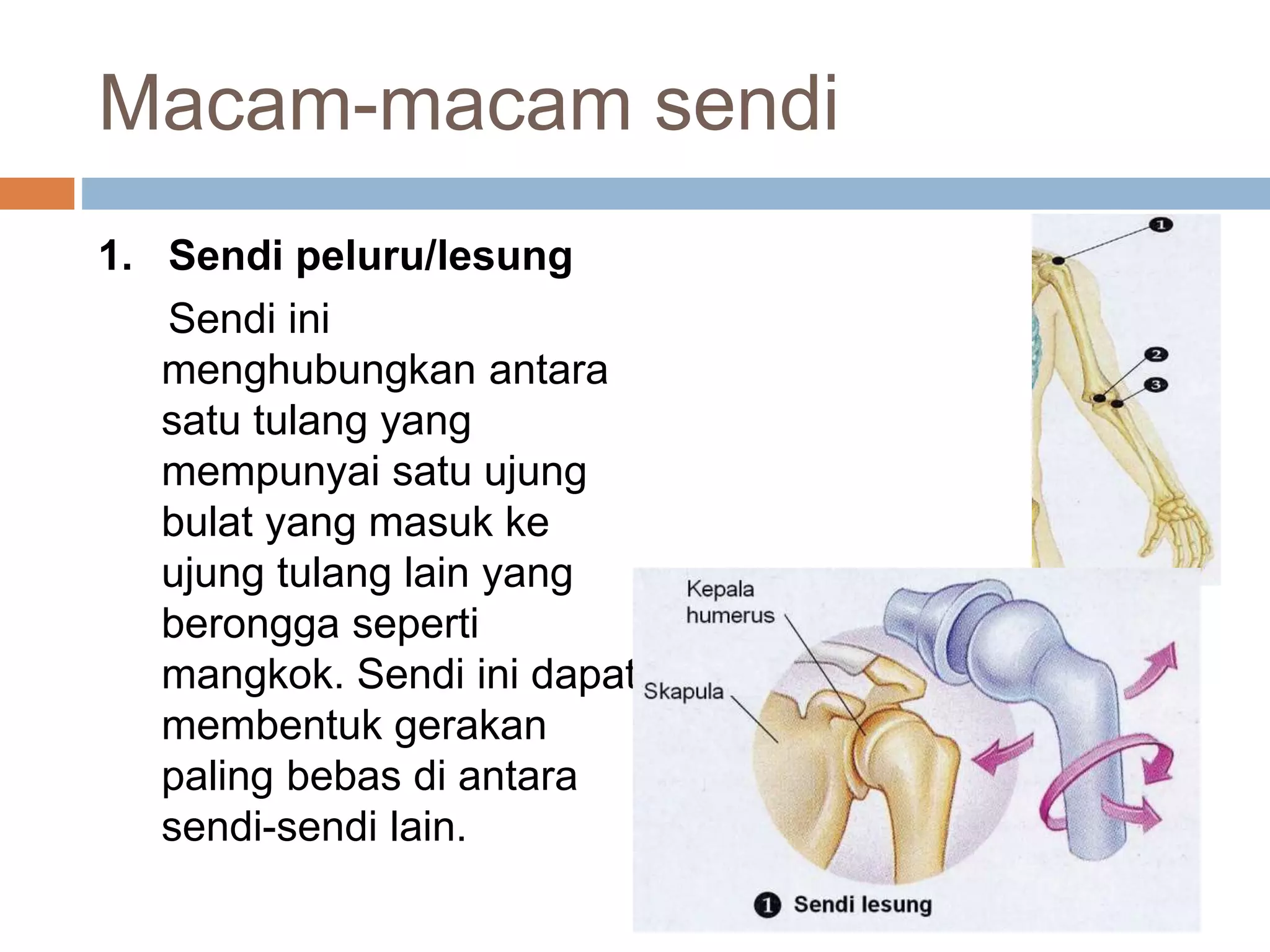 2. rangka otot & pesawat sederhana k13 | PPTX