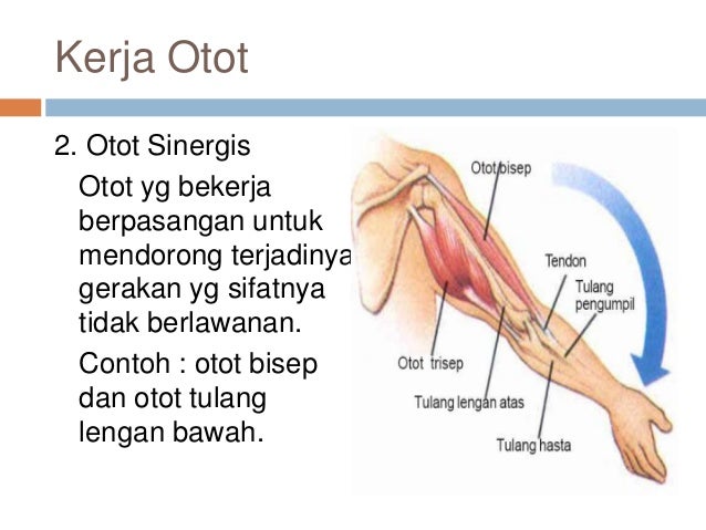 2. rangka otot & pesawat sederhana k13