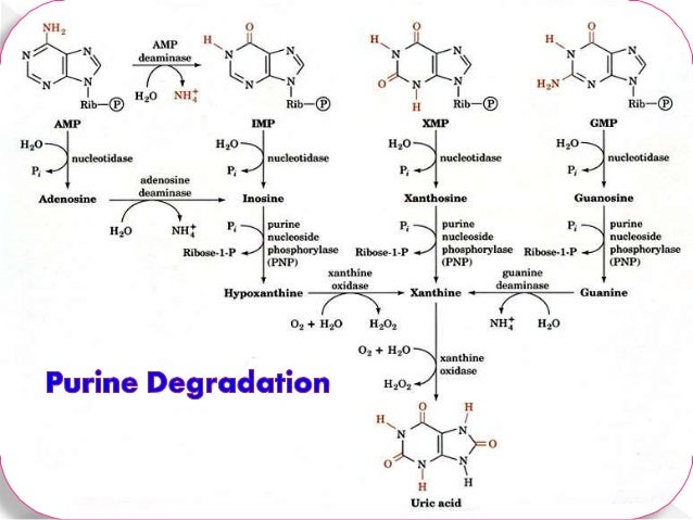 PURINE DEGRADATION & GOUT