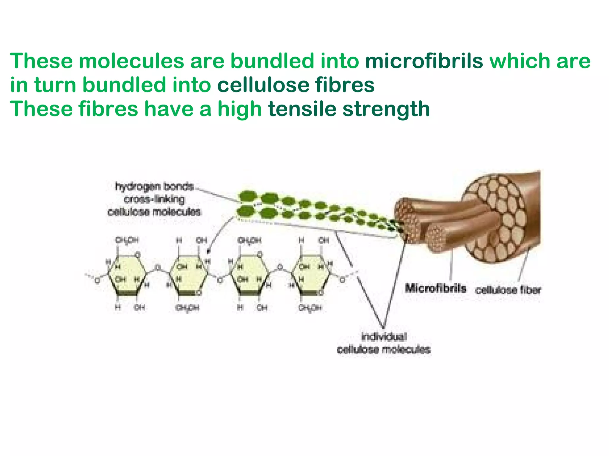 2. carbohydrates | PPT