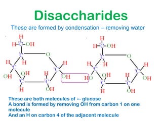 2. carbohydrates | PPT