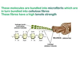 2. carbohydrates | PPT