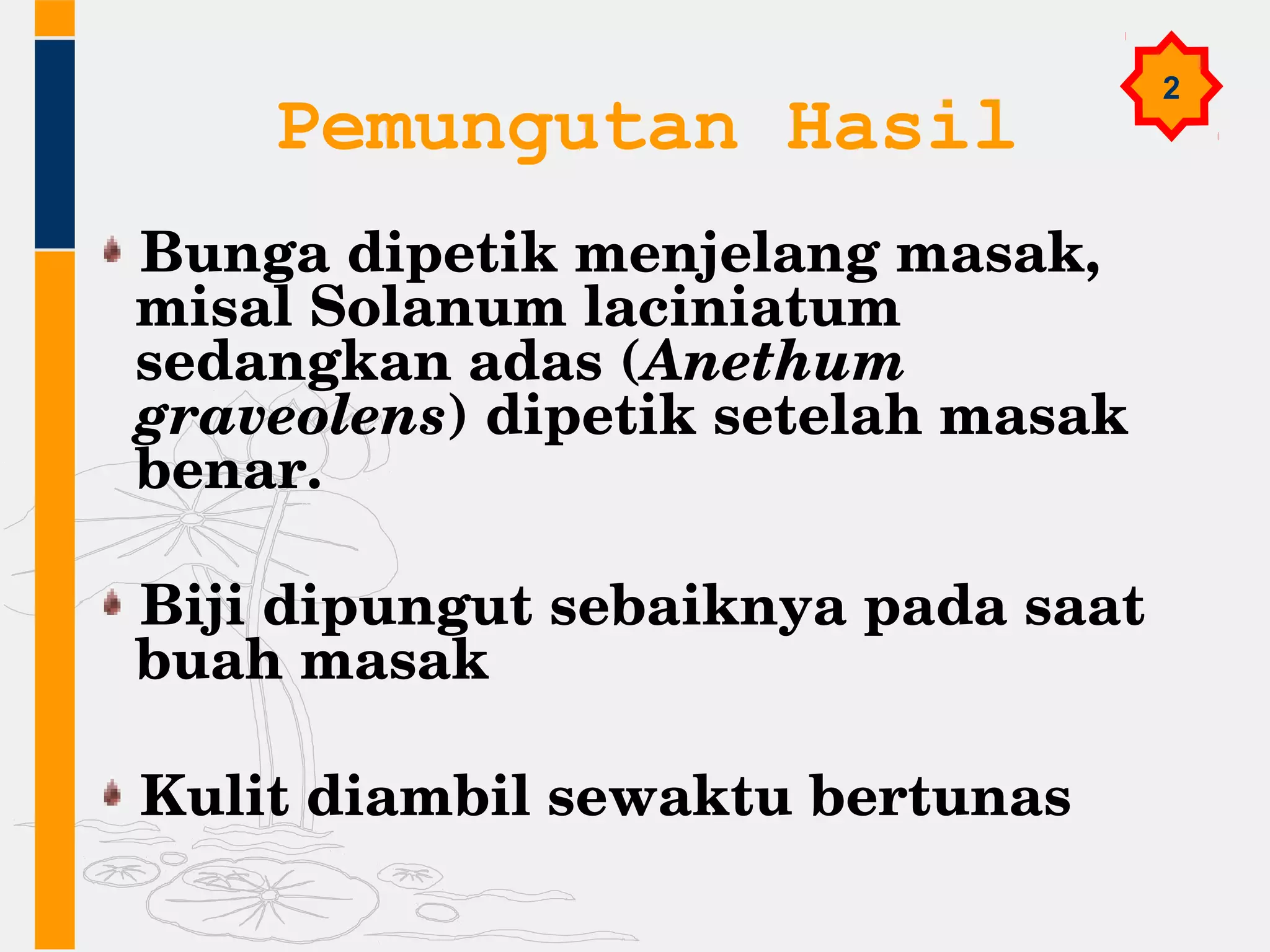 Pembuatan Simplisia dari tanaman obat | PPT