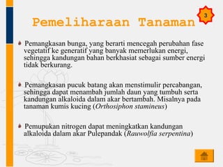 Pembuatan Simplisia dari tanaman obat | PPT