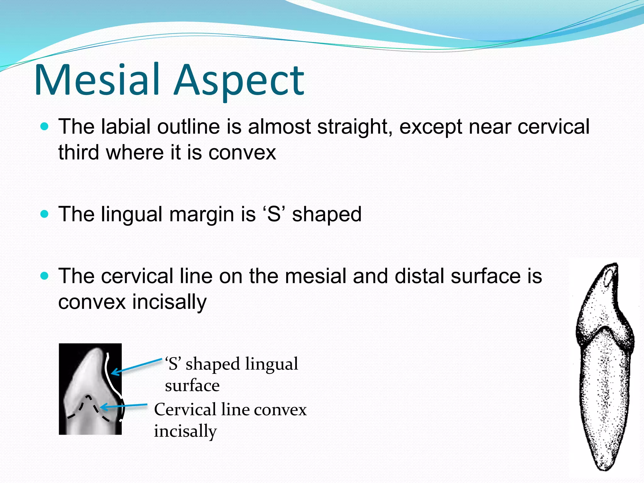 Permanent Mandibular Central Incisor | PPTX