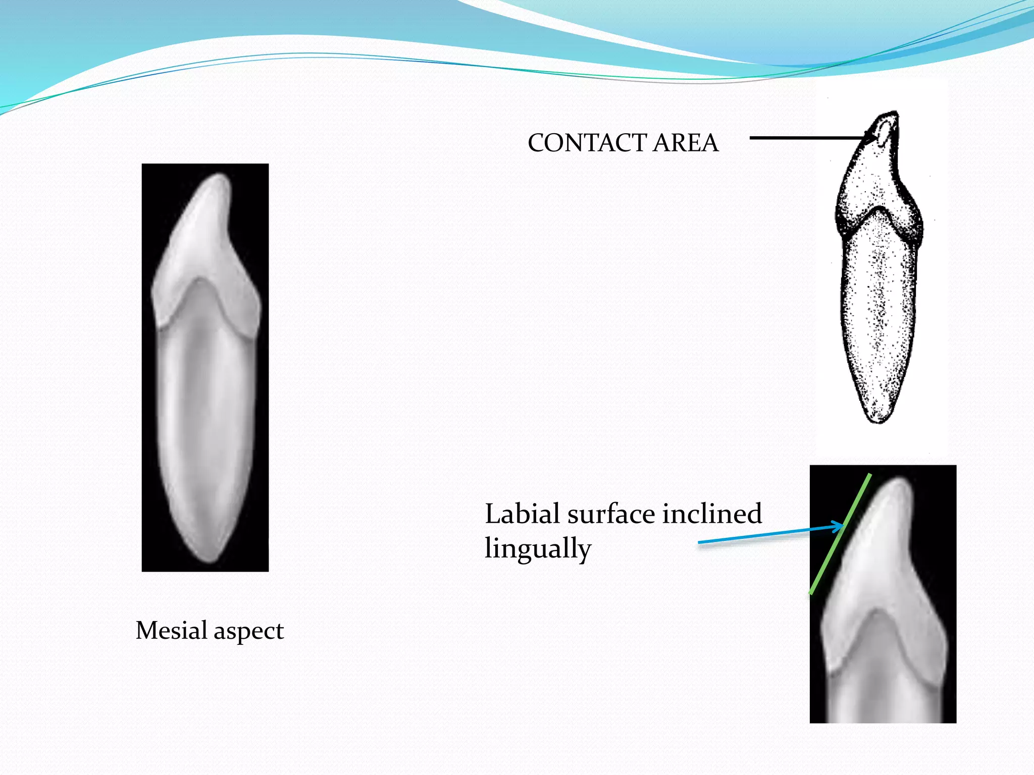Permanent Mandibular Central Incisor | PPTX