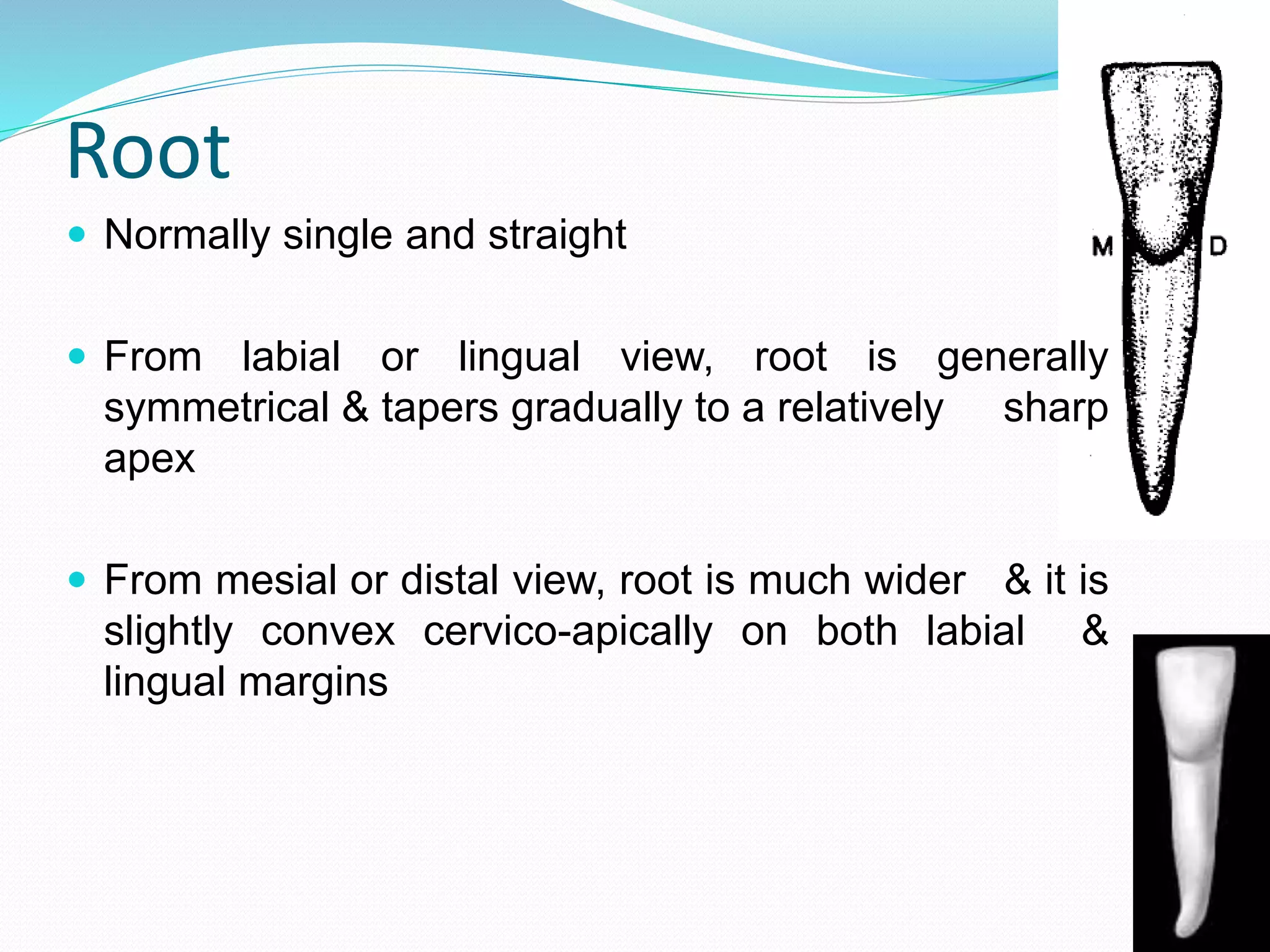 Permanent Mandibular Central Incisor | PPTX
