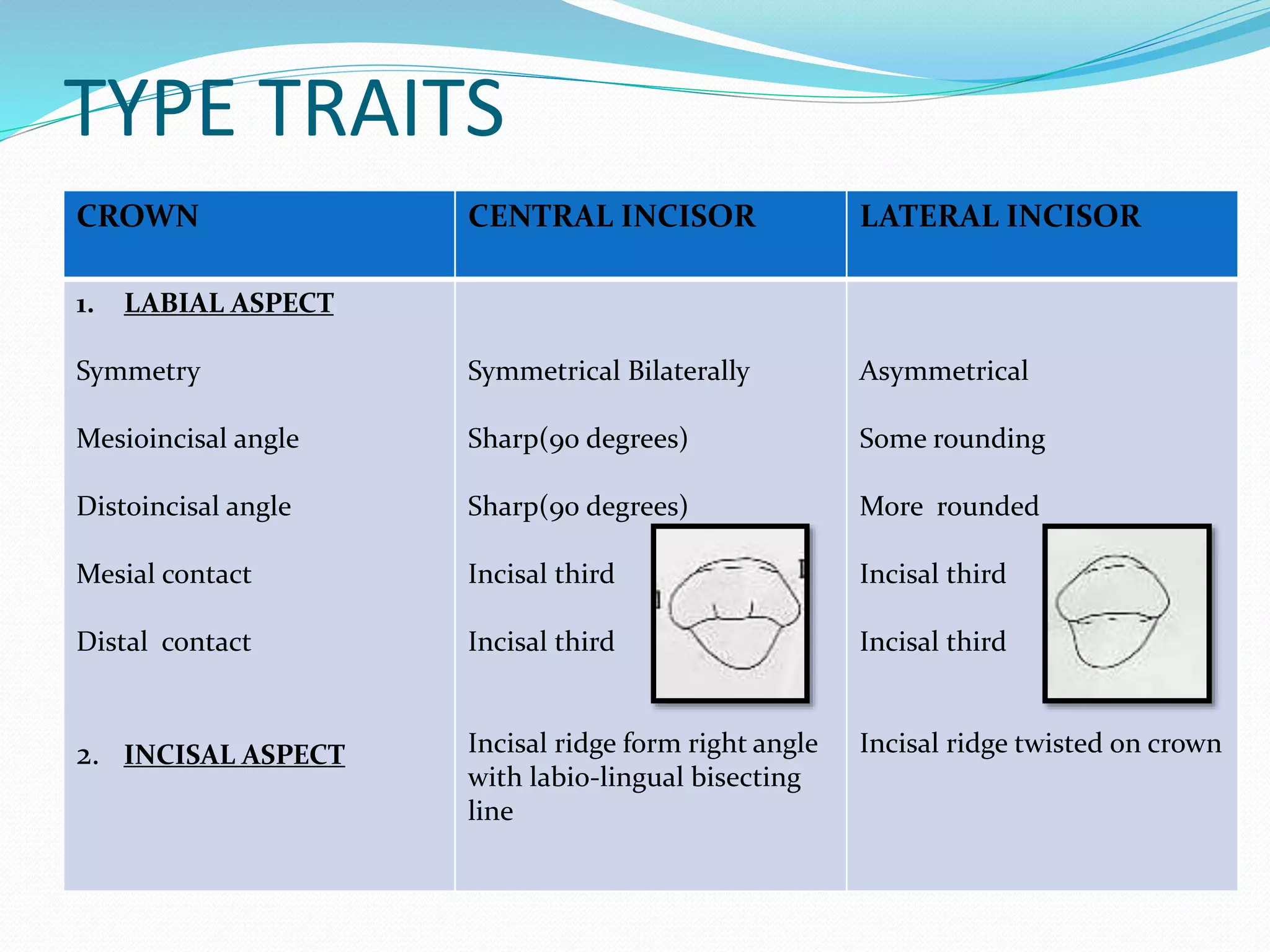 Permanent Mandibular Central Incisor | PPTX