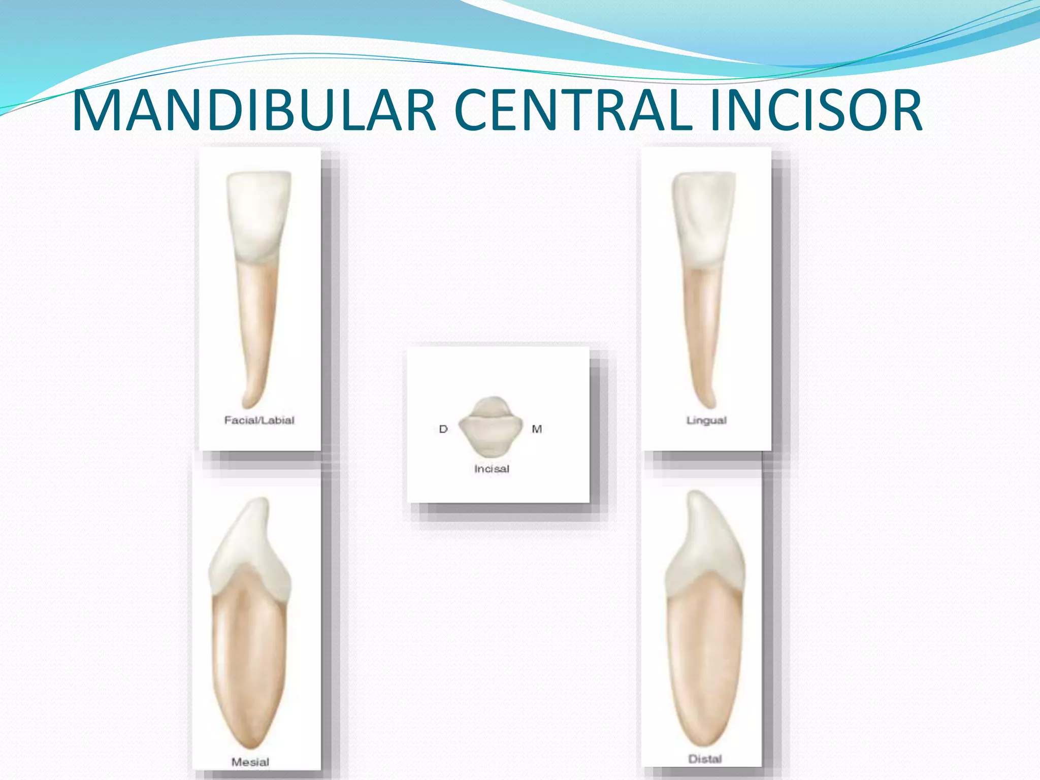 Permanent Mandibular Central Incisor | PPTX
