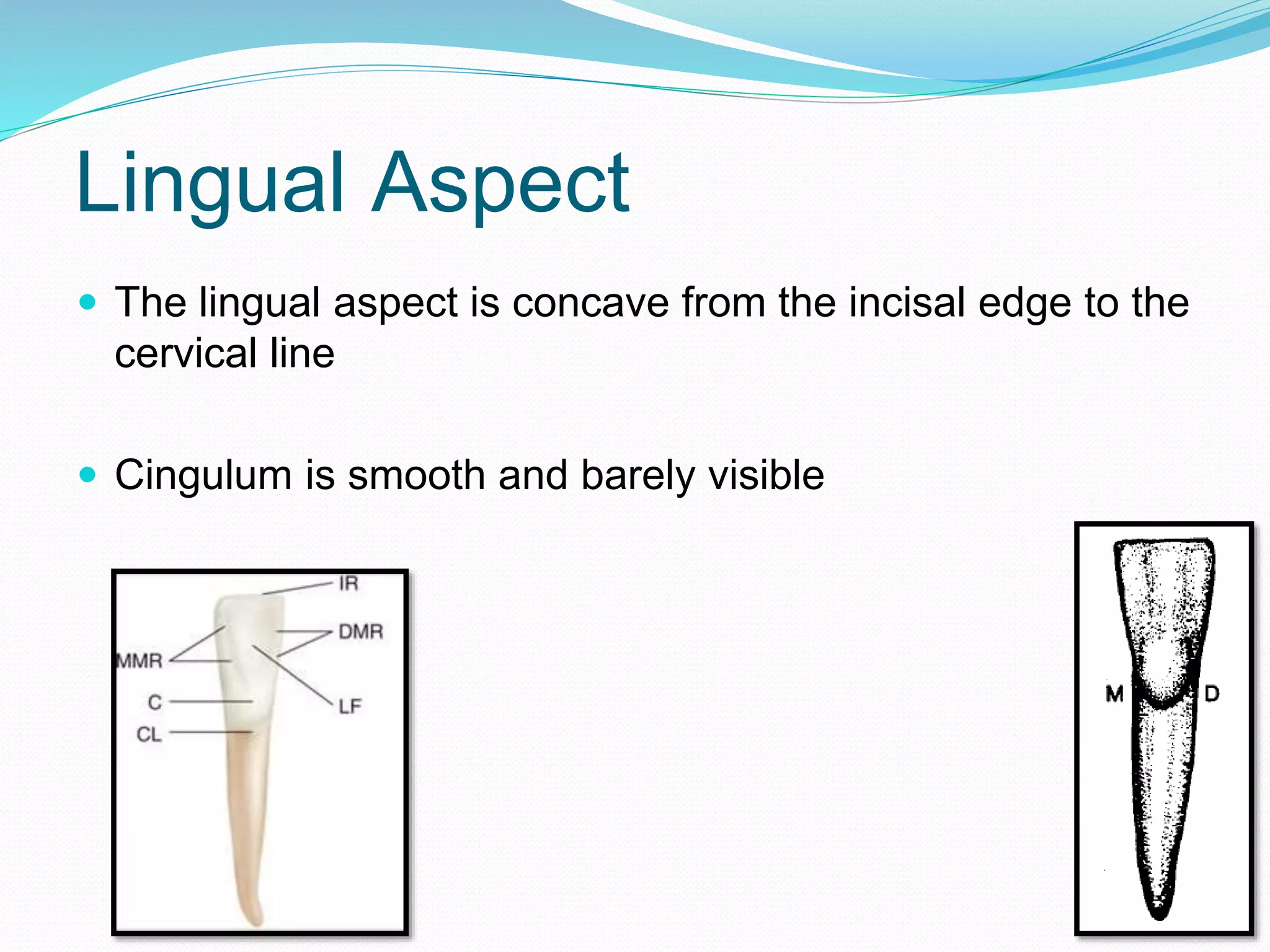 Permanent Mandibular Central Incisor | PPTX