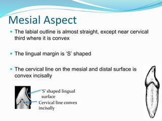 Permanent Mandibular Central Incisor | PPTX