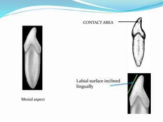 Permanent Mandibular Central Incisor | PPTX