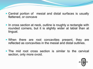 Permanent Mandibular Central Incisor | PPTX