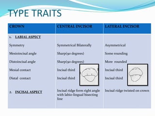 Permanent Mandibular Central Incisor | PPTX