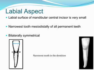 Permanent Mandibular Central Incisor | PPTX