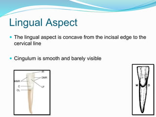 Permanent Mandibular Central Incisor | PPTX