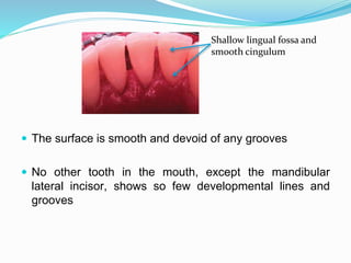 Permanent Mandibular Central Incisor | PPTX