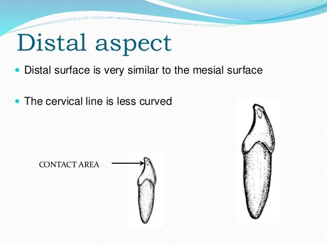 Permanent Mandibular Central Incisor