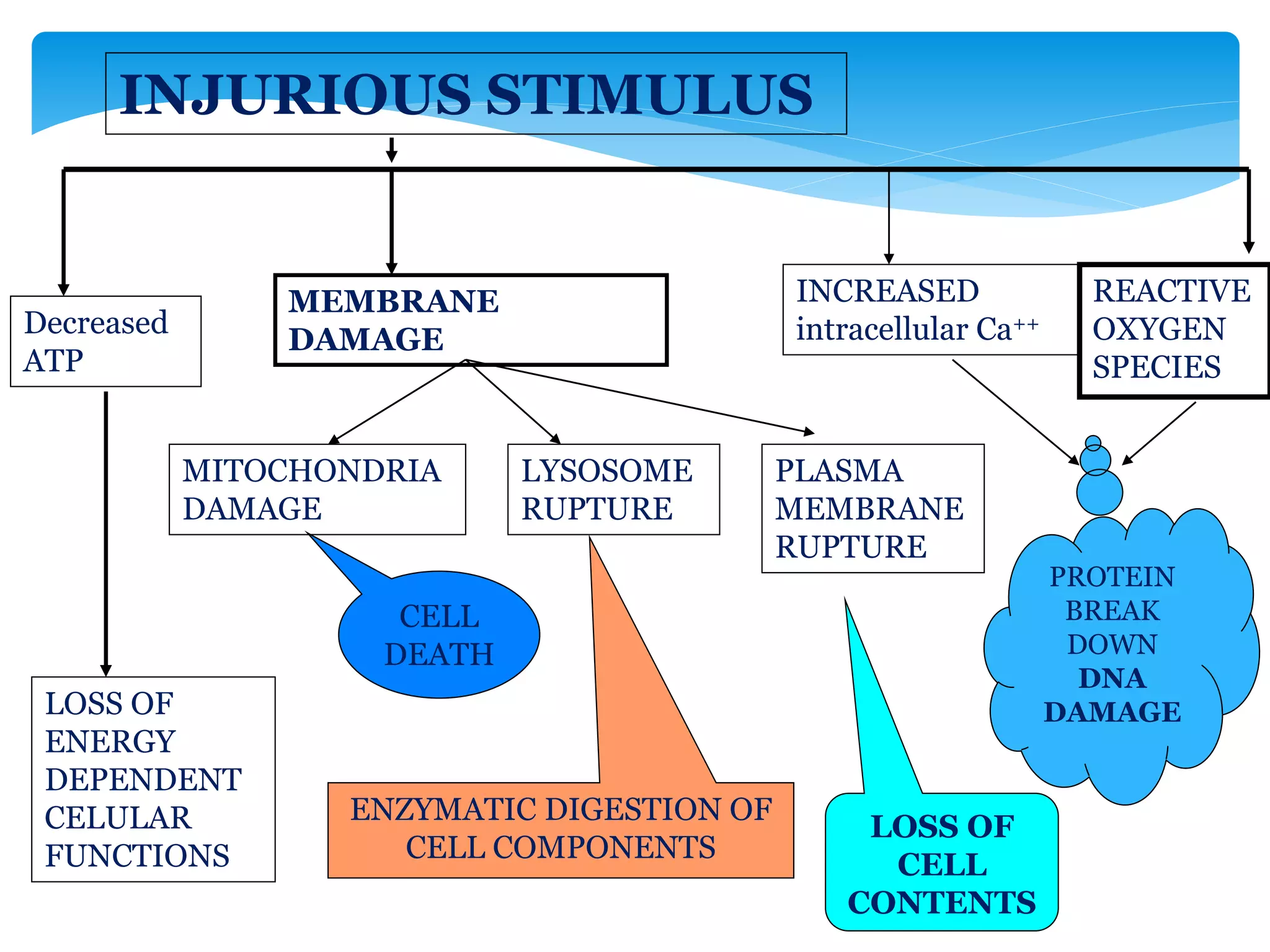2. cell injury etiology- mdzah- sp sinhasan | PPTX