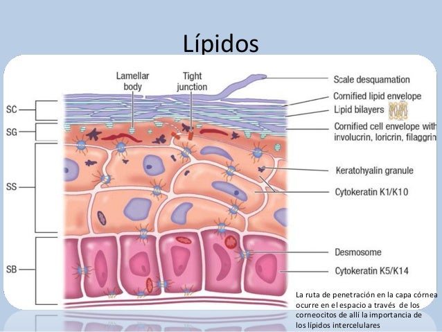 Capa córnea y barrera cutánea