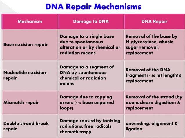 MUTATIONS & DNA REPAIR MECHANISMS