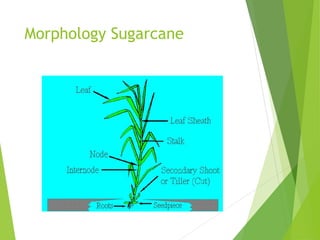 Sugarcane in Malaysia | PPT