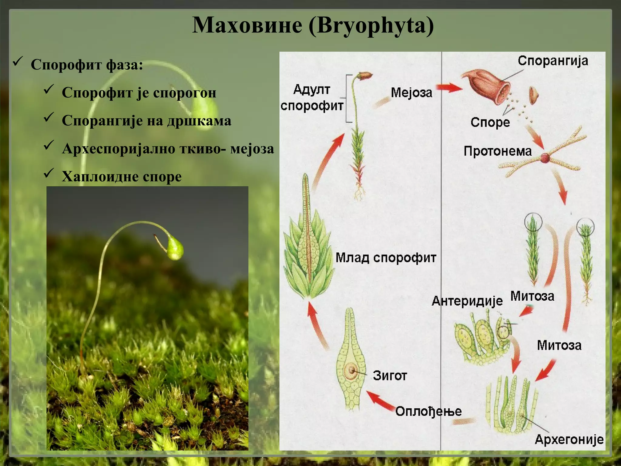 Mahovine | PPT
