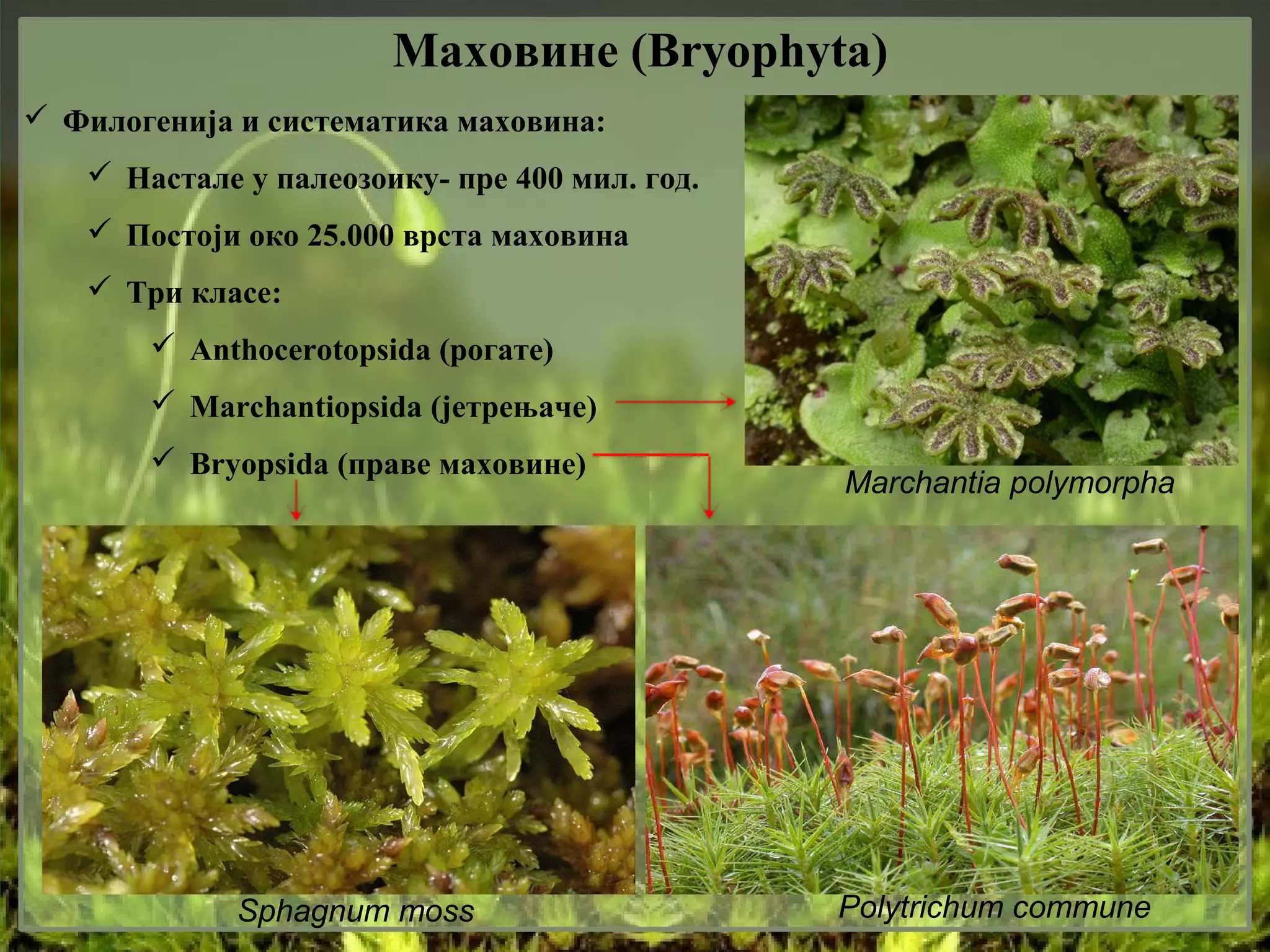 Mahovine | PPT