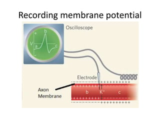 2. membrane potential | PPTX | Biological Sciences | Science