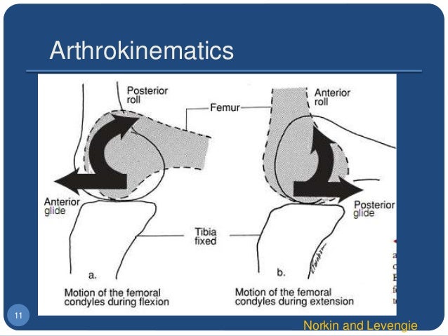 2. biomechanics of the knee joint artho, osteo