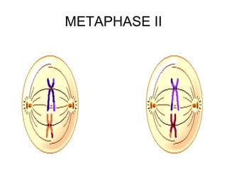 Metaphase 2