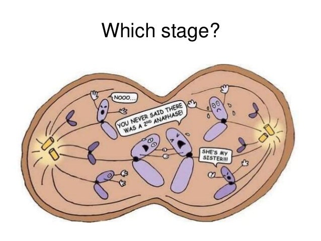 Biology Form 4 Chapter 5 Meiosis Ppt Powerpoint