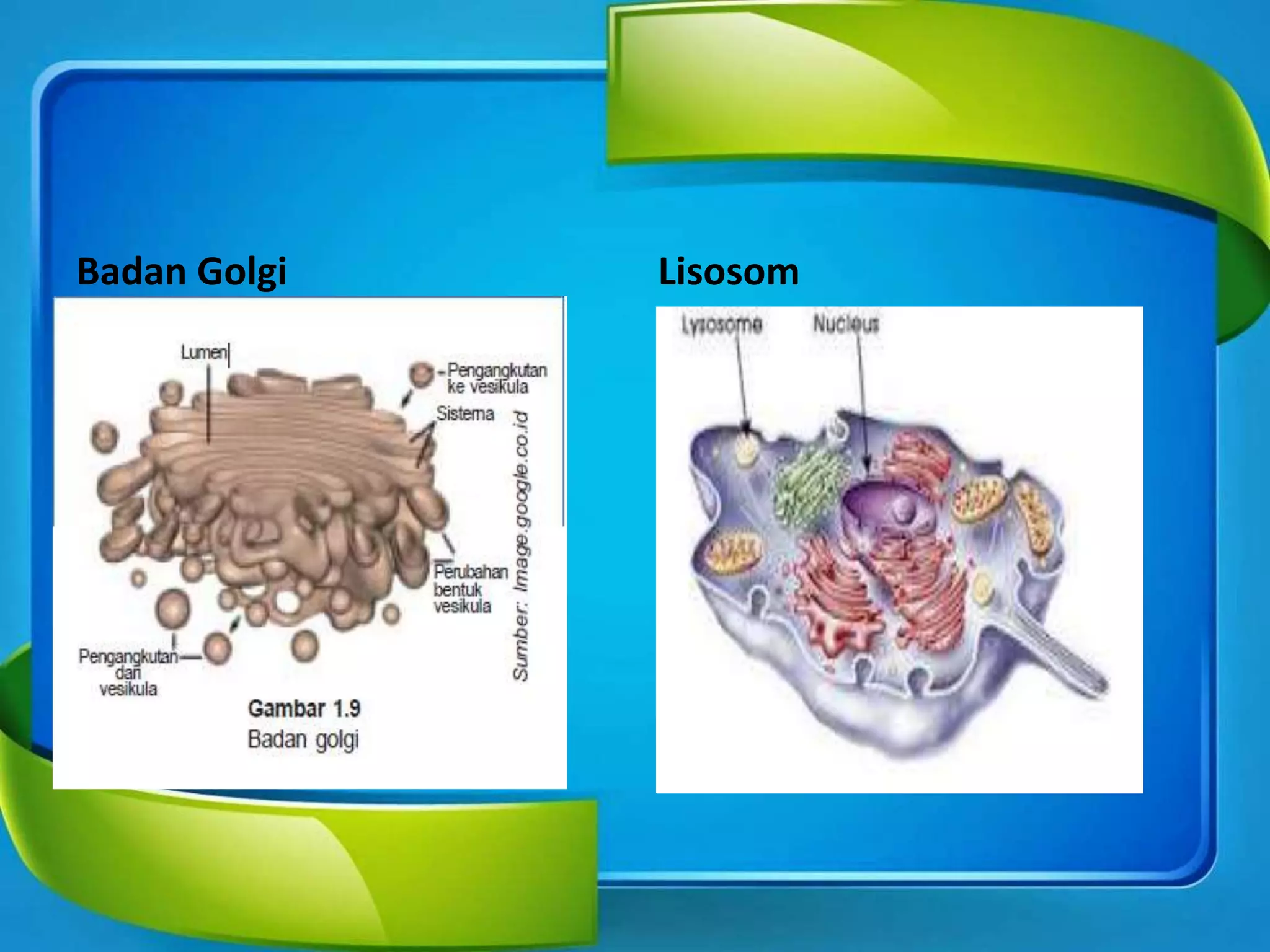 jenis jenis sel & fungsi spesifik sel | PPTX