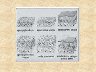 Jaringan Epitel | PPTX