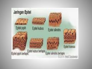 Jaringan Epitel | PPTX