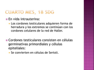 desarrollo embriologico del aparato genital | PPTX