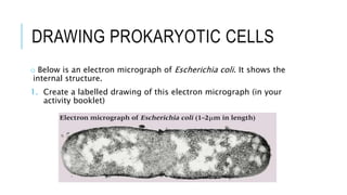 2. prokaryotes and their structure | PPTX