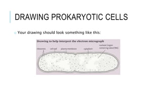 2. prokaryotes and their structure | PPTX