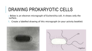 2. prokaryotes and their structure | PPTX