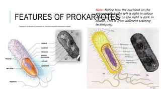 2. prokaryotes and their structure | PPTX