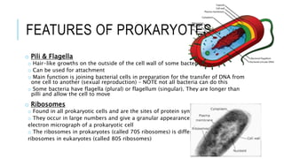 2. prokaryotes and their structure | PPTX