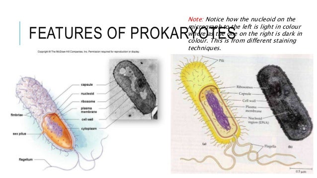 2. prokaryotes and their structure