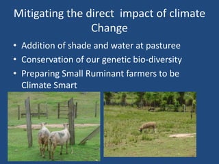 Towards Sustainable Small Ruminant Production System in Response to ...