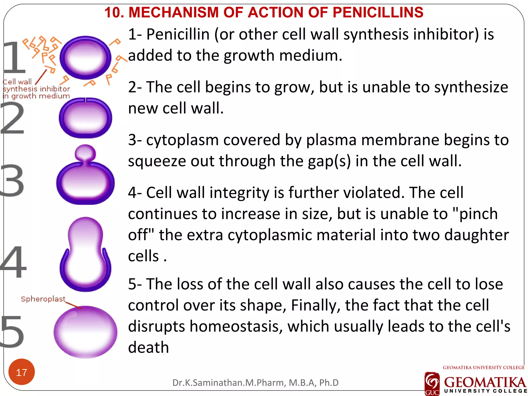 2.ANTIBIOTIC (CELL WALL INHIBITORS) | PPT