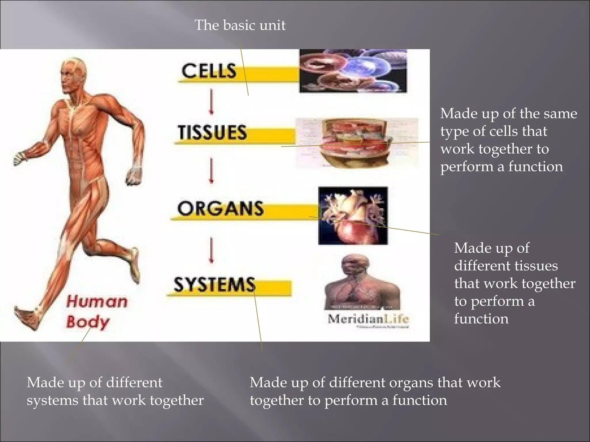 2.3 organisation of cell | PPT