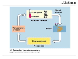 Negative Feedback Loop Thermostat