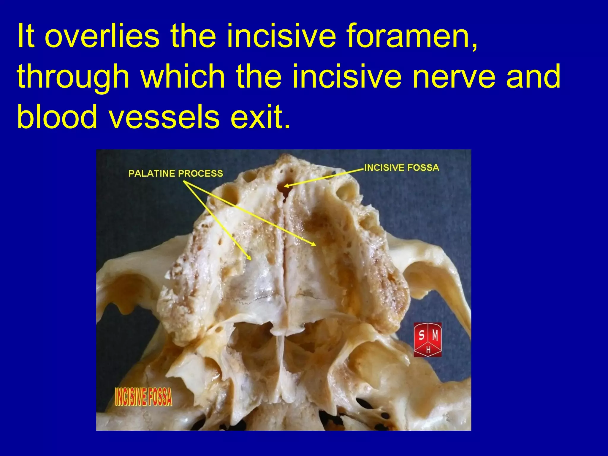 oral anatomy | PPT
